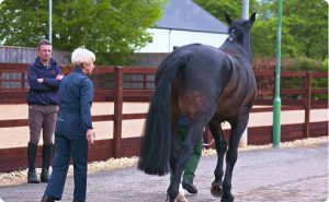 How to recognize the 24 behaviors indicating pain in the ridden horse ...