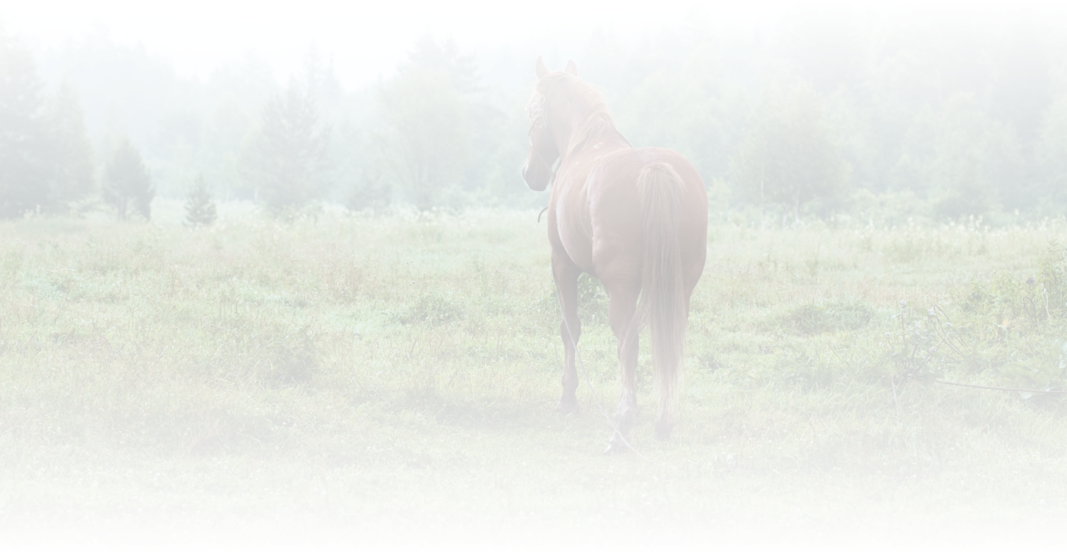 How to recognize the 24 behaviors indicating pain in the ridden horse ...